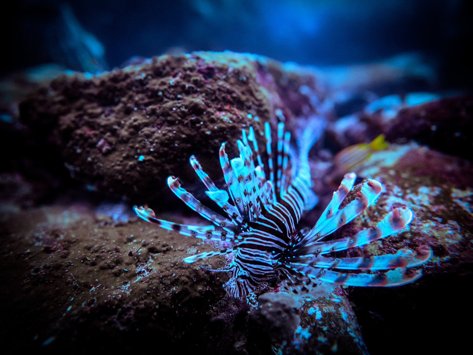 Sea Souls | PADI Scuba Diving Courses in Sri Lanka - Unawatuna ...